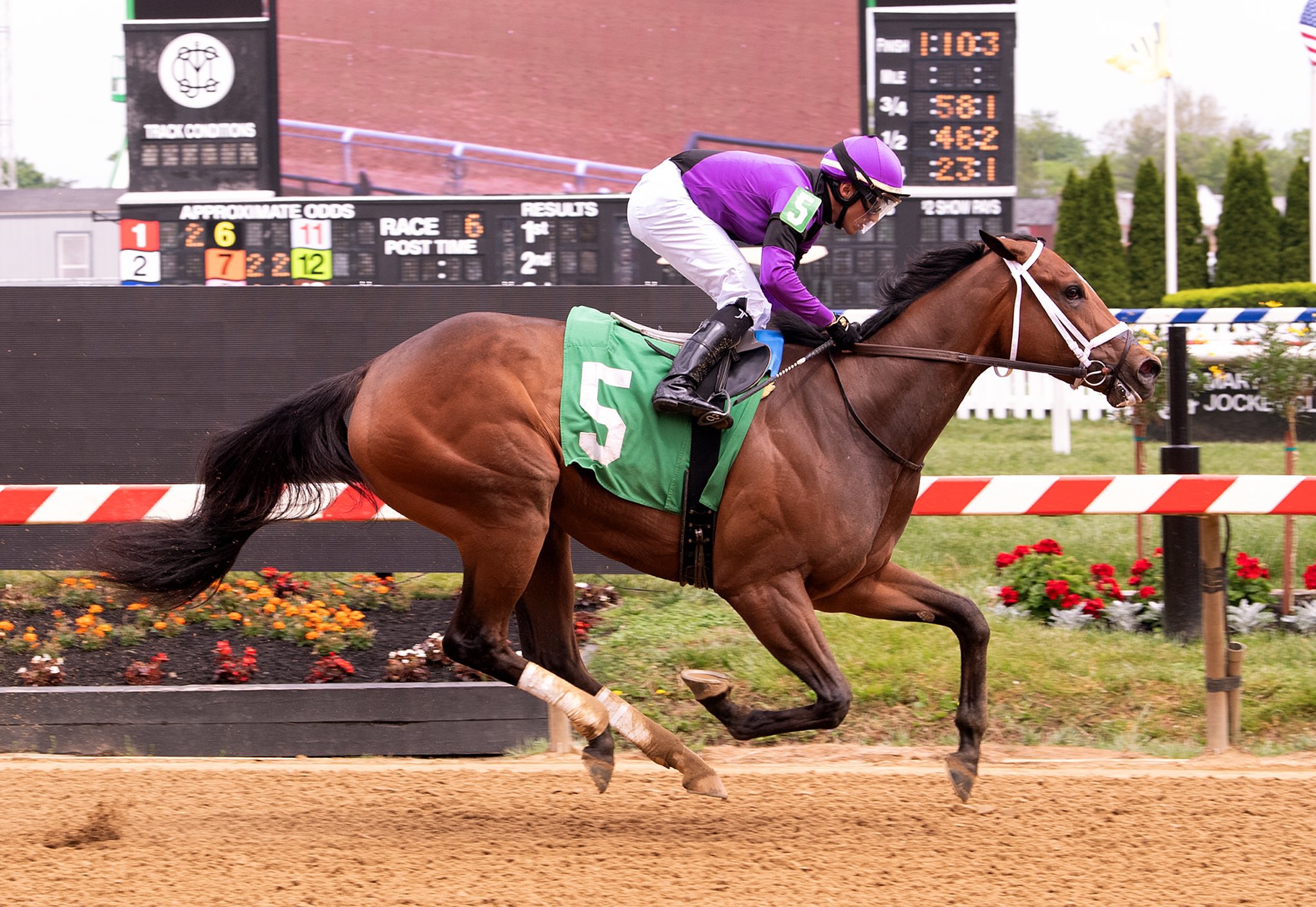 Royal Whisper Wins on Debut at Pimlico - Ten Strike Racing